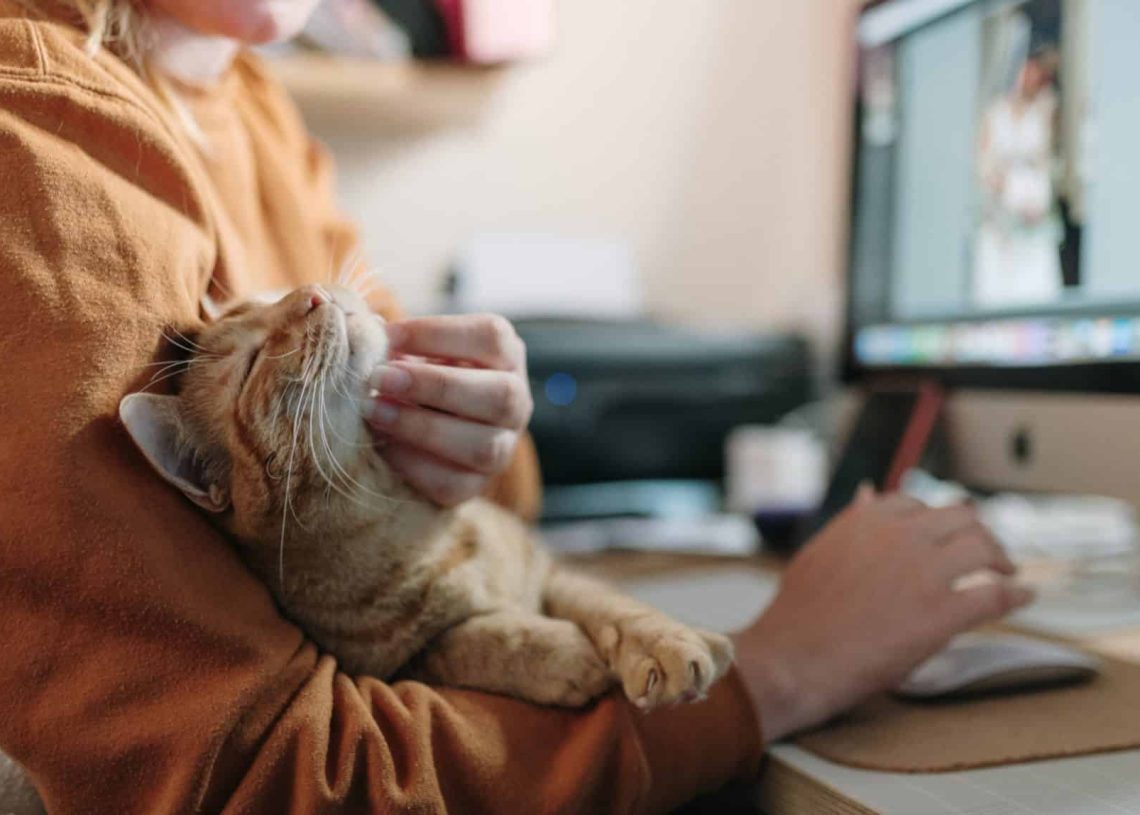 PET TRAINING – furryfriendscorner